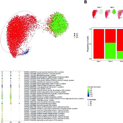 Clustering And Differential Gene Expression Analysis Of P Vivax