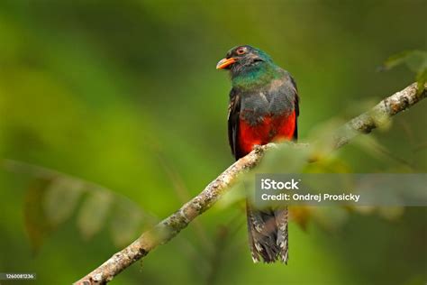 슬라티 테일 트로곤 트로곤 마세나 자연 서식지의 빨간색과 갈색 새 보카 타파다 코스타리카 녹색 열대 숲에서 새 자연에서 조류 관찰 중미 휴가 여행 국가 관광명소에 대한 스톡