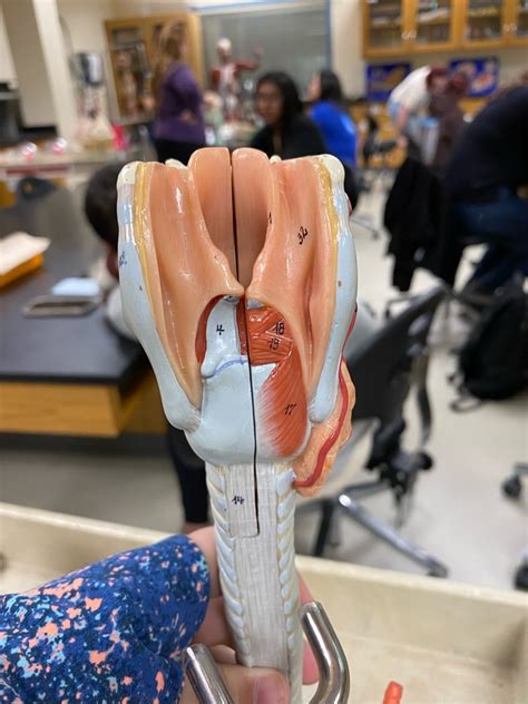 Larynx Part 3 Diagram Quizlet