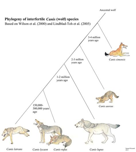The Gray Wolf Taxonomy
