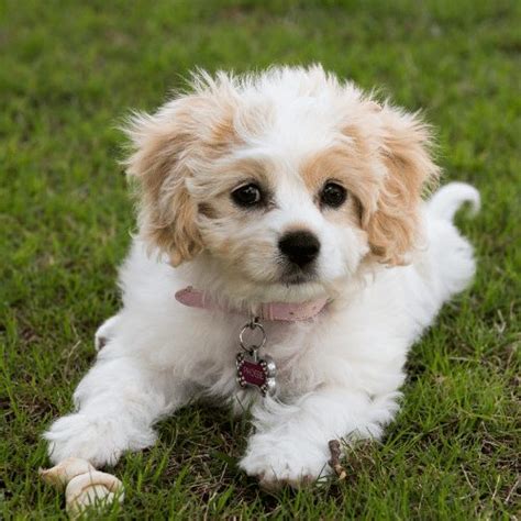 Cavachon Weight And Size Calculator And Growth Chart Spiritdog Training