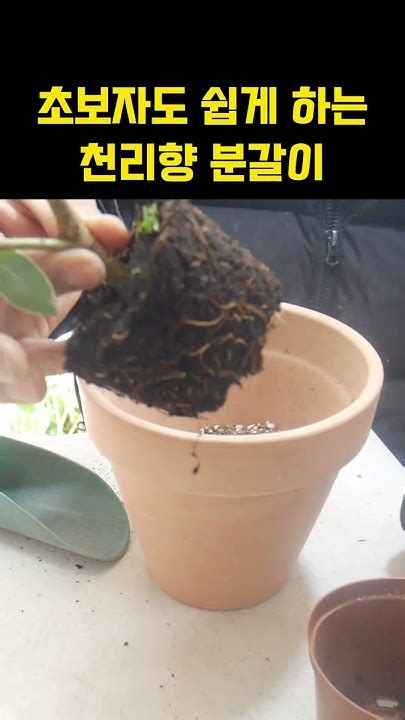 천리향 분갈이 초보자도 쉽게 할 수 있는 분갈이 Shorts Youtube