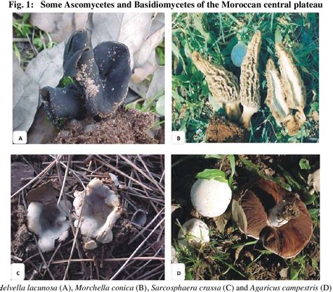 Phylum Ascomycota Examples