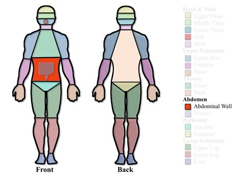 Abdominal Flaps Abdominal Wall
