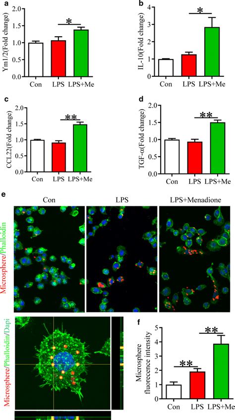 Menadione Primes Bv2 Microglial Polarization Toward M2 Bv2 Microglia