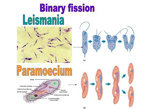 Asexual Reproduction Ppt Ppt
