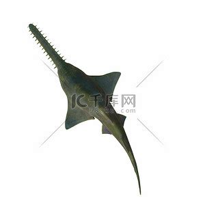 锯鳐摄影图片 锯鳐摄影作品 千库网