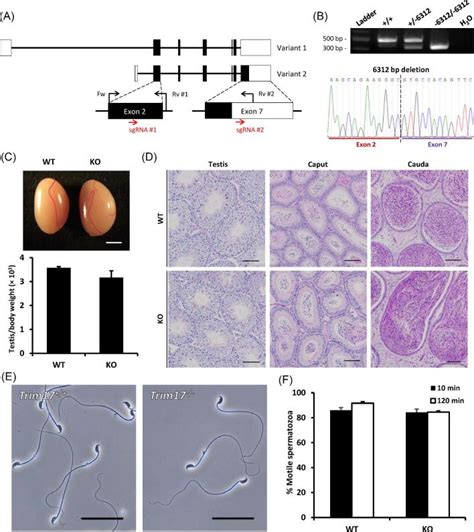 Crispr Cas9 Mediated Genome Editing Reveals 30 Testis Enriched Genes Dispensable For Male