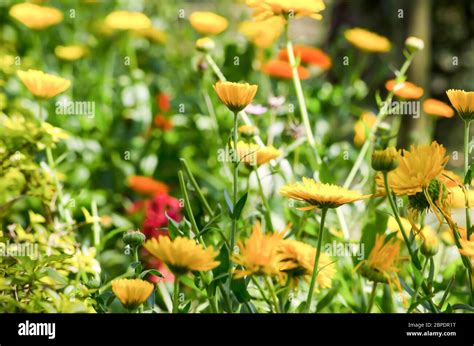 Plants With Opposite Leaves Hi Res Stock Photography And Images Alamy