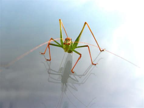 Glasshopper Yesterday This Grasshopper Landed On Our Doubl Flickr