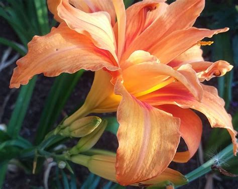 Hemerocallis Double Bold One Yellow And Red Double Flowered Daylily