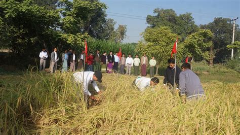 အမရပူရမြို့နယ်တွင် မိုးစပါး ဧရာမင်း စံကွက်ရိတ်သိမ်းပွဲပြုလုပ် Information And Public Relations