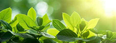 Premium Ai Image Close Up Of Nature View Green Leaf On Blurred