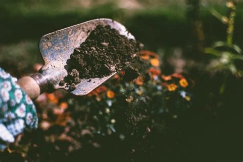 How To Grow Truffles A Simple Guide Jacks Garden