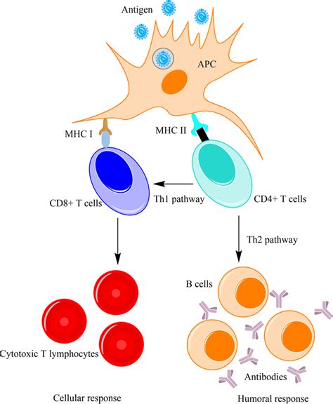Simplified Diagram Of The Induction Of Immune Response Apc Download Scientific Diagram