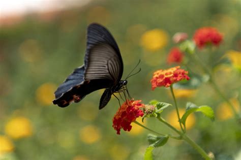 낭만 가을을 장식한 가을꽃