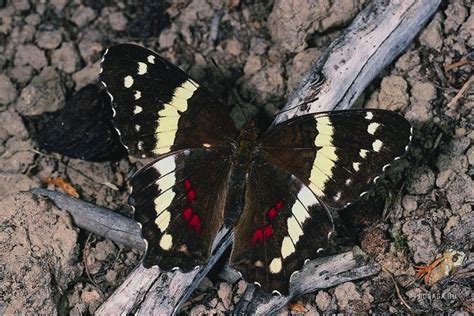 Самие красивые бабочки