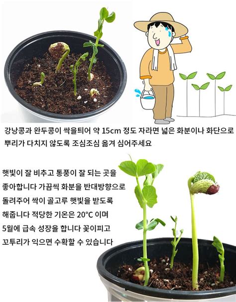 강낭콩키우기 완두콩기르기세트 식물관찰키트 1인용 식물