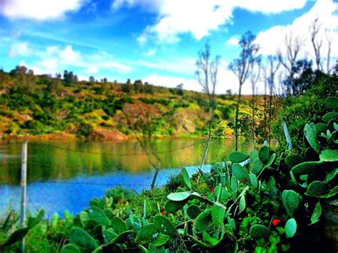 Premium Photo Reflection Of Trees In Lake Premium Photo Reflection Of Trees In Lake
