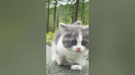 милый котиккотики милота рекомендации Youtube