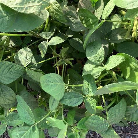 Crop Photos Dataset Kaggle Crop Photos Dataset Kaggle