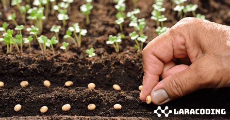 How To Seed Multiple Rows At Once Using Laravel Factories