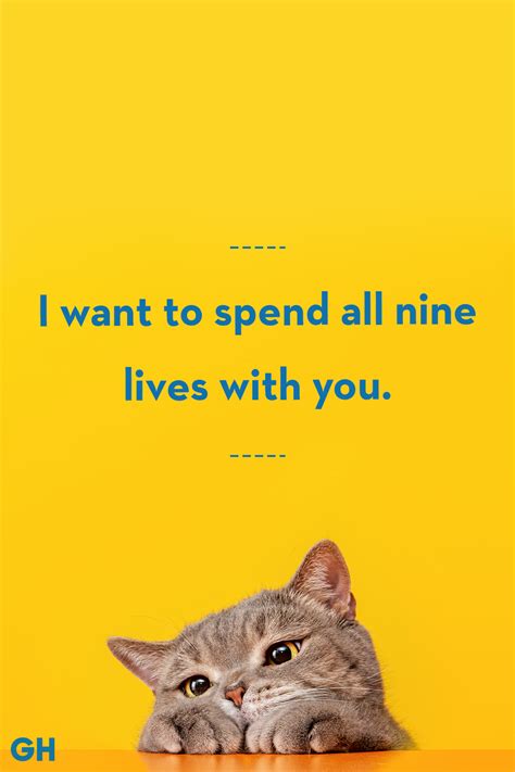 25 Best Cat Instagram Captions Short And Funny Cat Captions