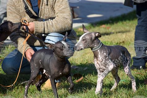 Община Дупница набира доброволци за преброяване на безстопанствените кучета Утро