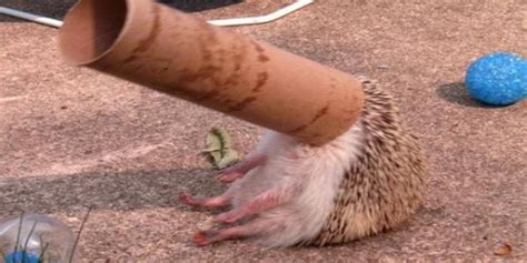 Github B Und Osu Match Results Parser Parse Osu Match Result S And Get Scores From All