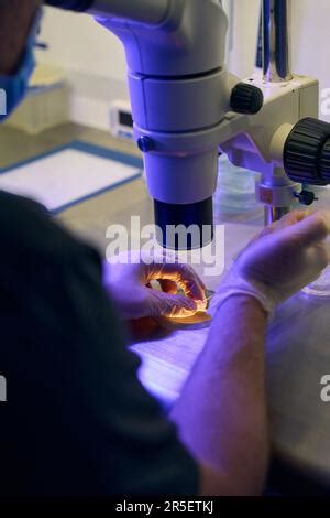 Laboratory Worker Studying Cells From Embryo Under Microscope Stock Photo Alamy