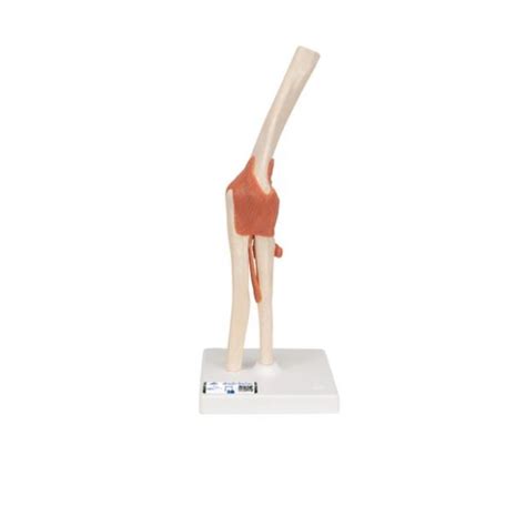 Functional Human Elbow Joint Model With Ligaments And Marked Cartilage