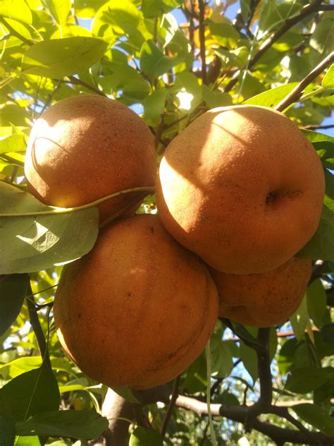 Atago Pear General Fruit Growing Growing Fruit