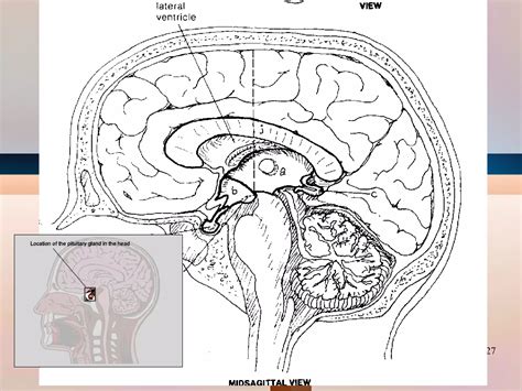 Aasect How Hormones And Neurotransmitters Impact Sexual Function Odp Sexual Conditions