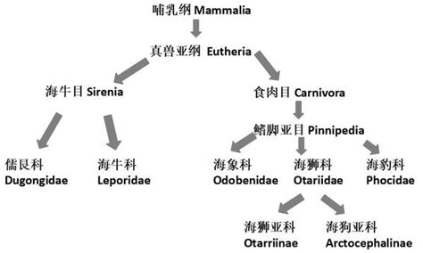 海牛儒艮海象海狮海豹海狗傻傻分不清楚作者海生张 知乎