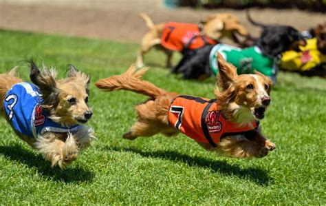 Hot Dog Beenie Von Weenie Races To Glory As The Top Dog In California