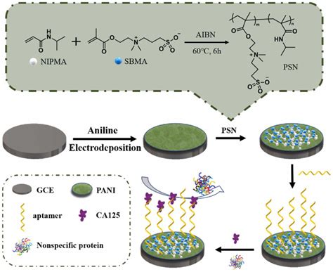 Schematic Illustration Of The Ca125 Biosensor Based On Psn Reprinted