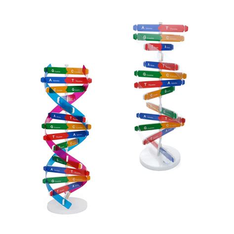 Dna Double Helix Model Homemade
