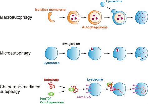 Three Distinct Modes Of Autophagy In Macroautophagy Newly Generated