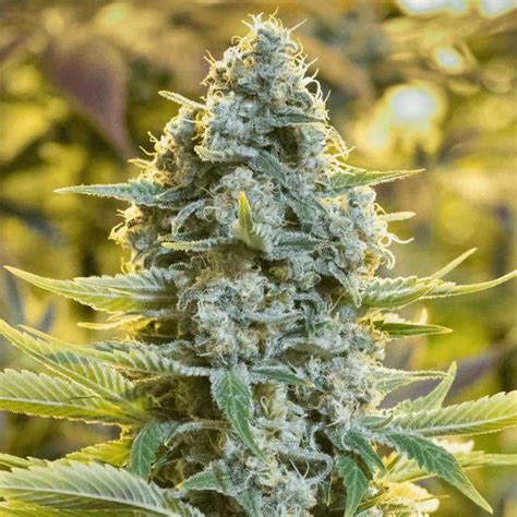 Silent Seeds Moby Dick Free Shipping