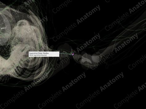Supratrochlear Nodes Left Complete Anatomy