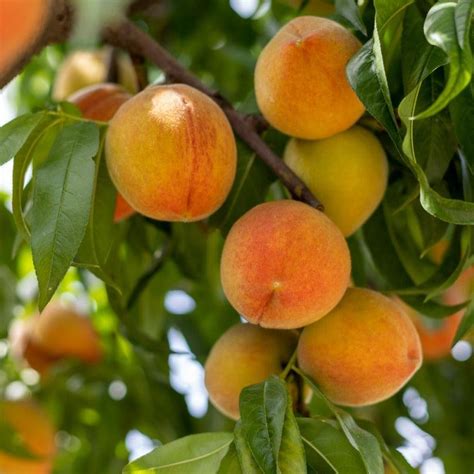 Ohenry Peach Tree Semi Dwarf Bareroot Create Your Dream Garden With