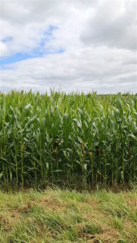 View Of A Tall Field With Corn Plant In Stock Video Pond5