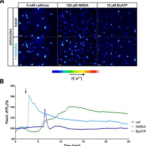 A Relative Mrna Expression Level Of Nmdar Subunits In Mouse Cultured Download Scientific