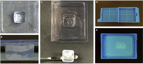 Paraffin Embedding Of Organoids A Organoids Placed Into A Cryomold Download Scientific