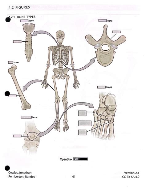 Bone Types Diagram Quizlet