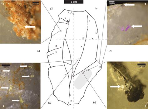 Residue Distribution Map Of The Dorsal Side Of STK And A Selection Download Scientific
