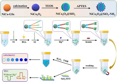 Colorimetric And Photocurrent Polarity Switching Photoelectrochemical Dual Mode Sensing Platform