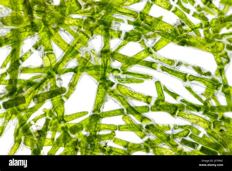 How To Identify Algae Under Microscope At Lawrence Pritchard Blog