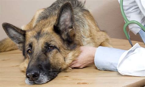 Can Dogs Eat Ham Bones What Are The Risks A Z Animals