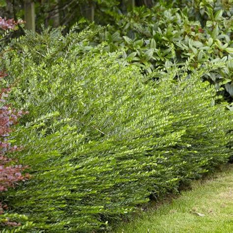 Buy Lonicera Pileata 12 Cm Affordable Gardens4youeu